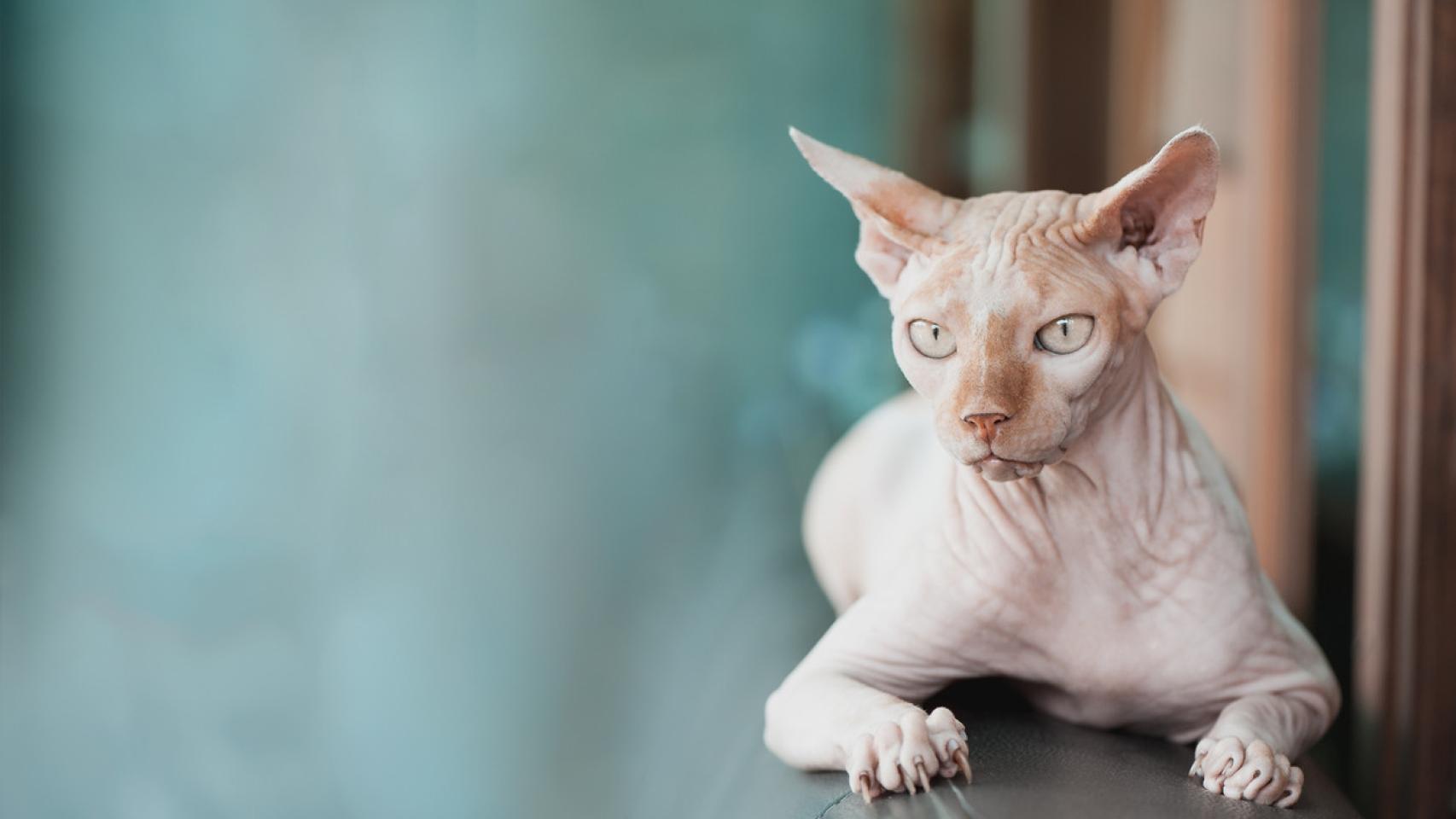 Si te dan alergia los gatos pero no puedes resistirte a ellos, estas ...