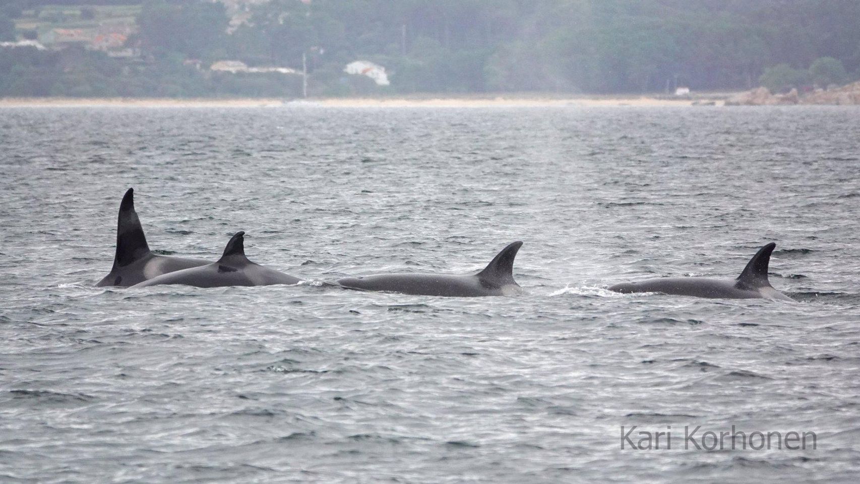 Alerta en las Rías Baixas por la presencia de orcas: esto recomienda ...