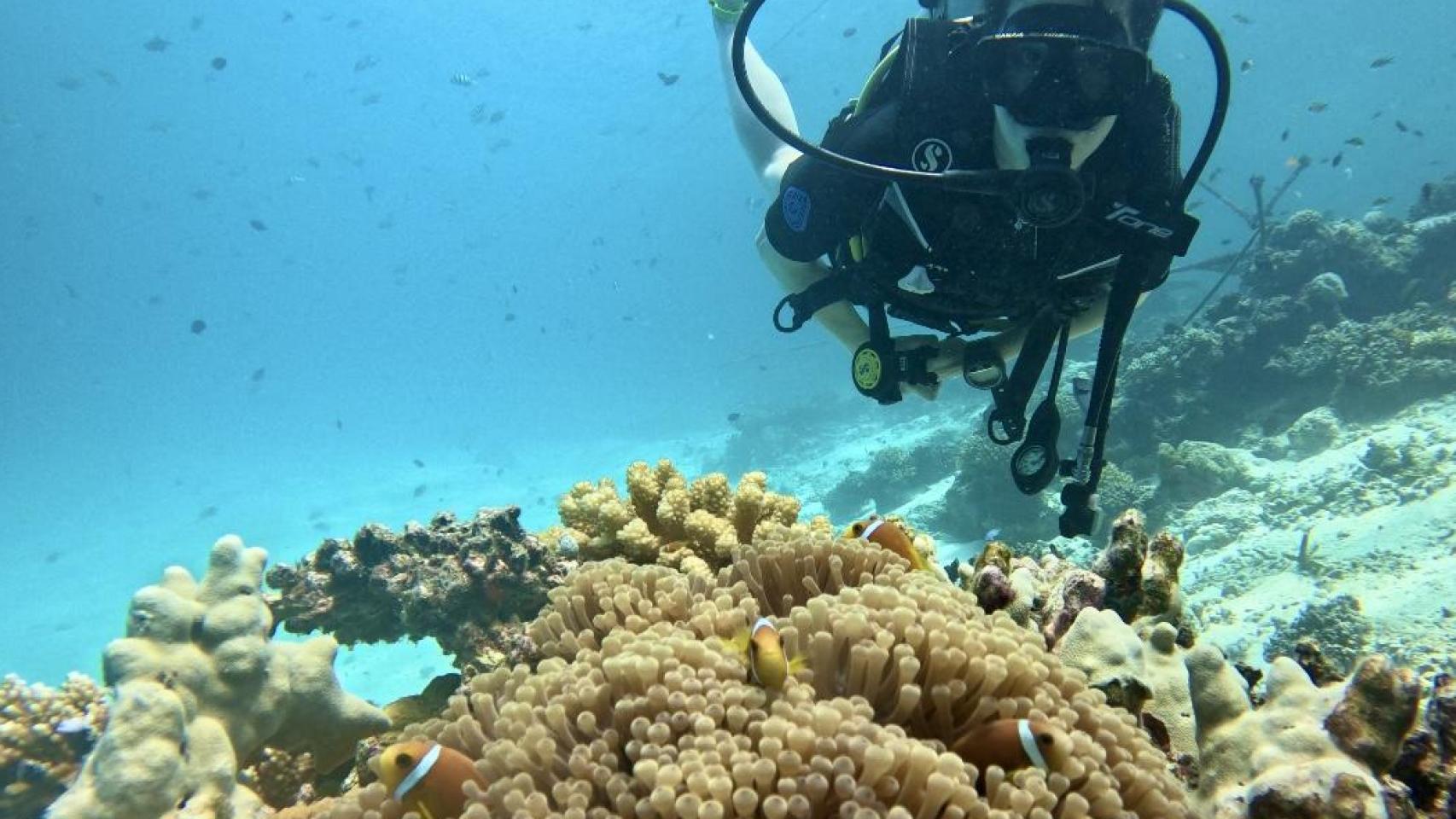 Tiburones, rayas, delfines y tortugas: todo lo que he visto en mi ...
