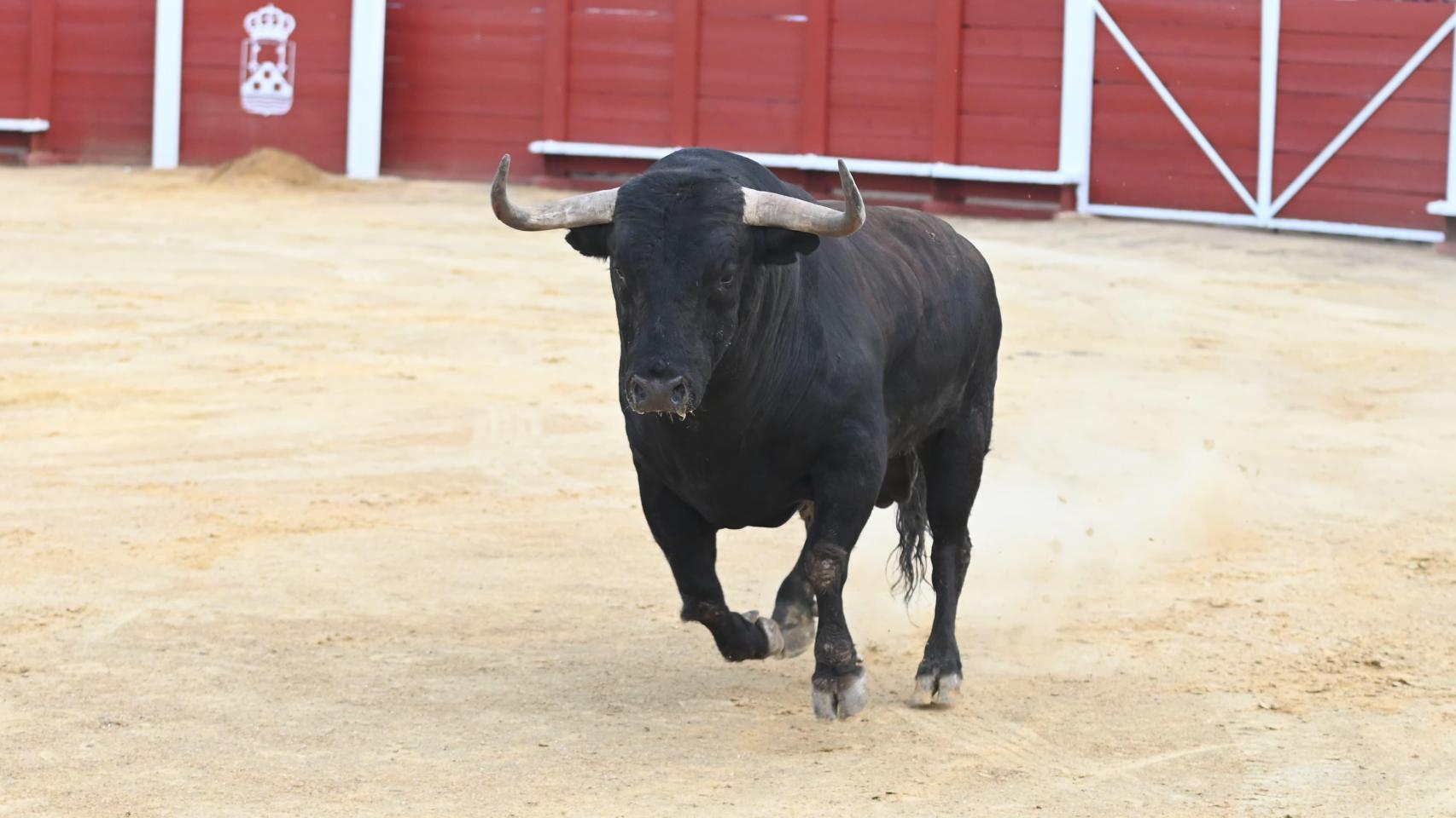 Tordesillas ya conoce a Saltavallas, su Toro de la Vega 2025: bravío y ...