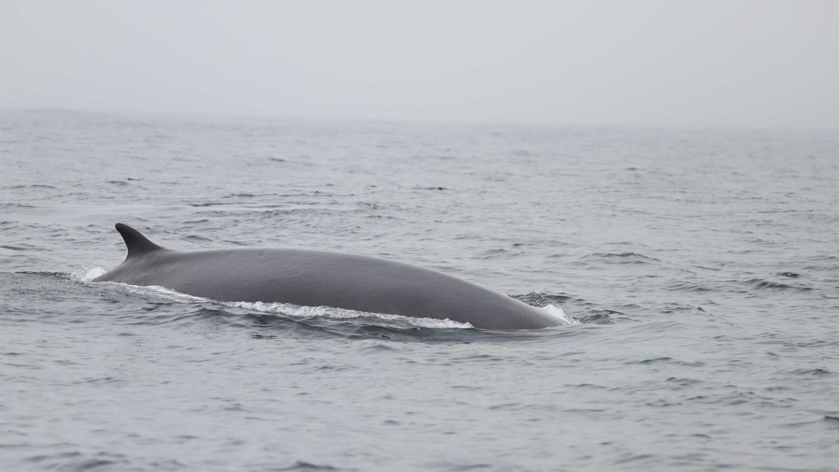 Realizan un estudio de las ballenas que han visitado Galicia este verano