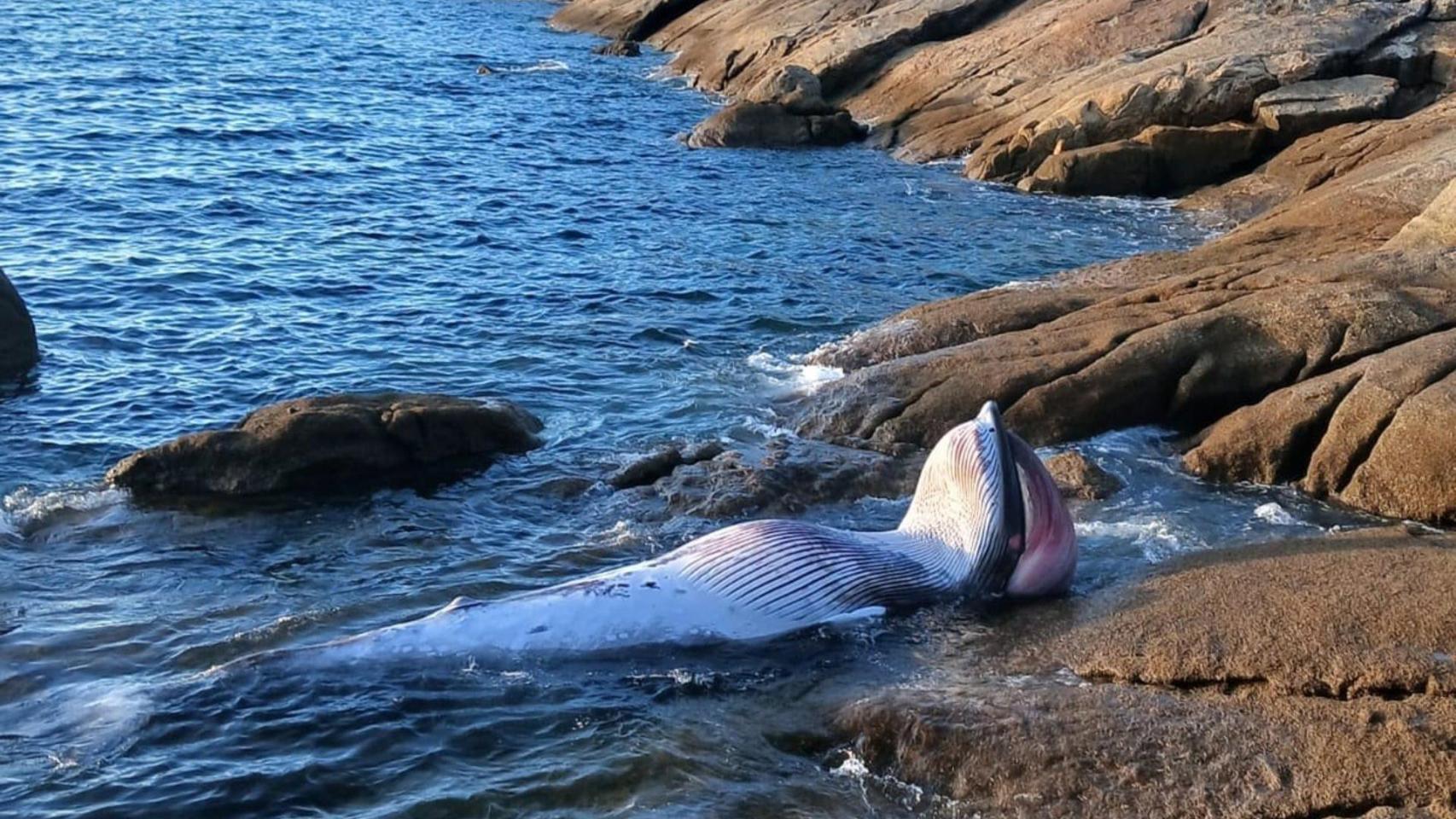 Aparece el cadáver de un cetáceo en el Puerto de Aldán, en Cangas ...