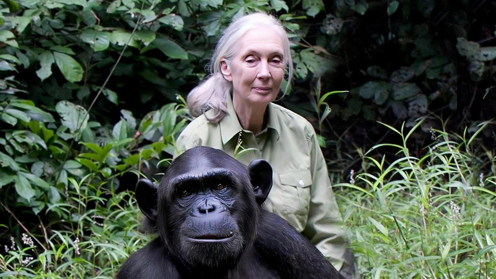 Jane Goodall y la chimpancé Wounda: el abrazo que justifica una vida