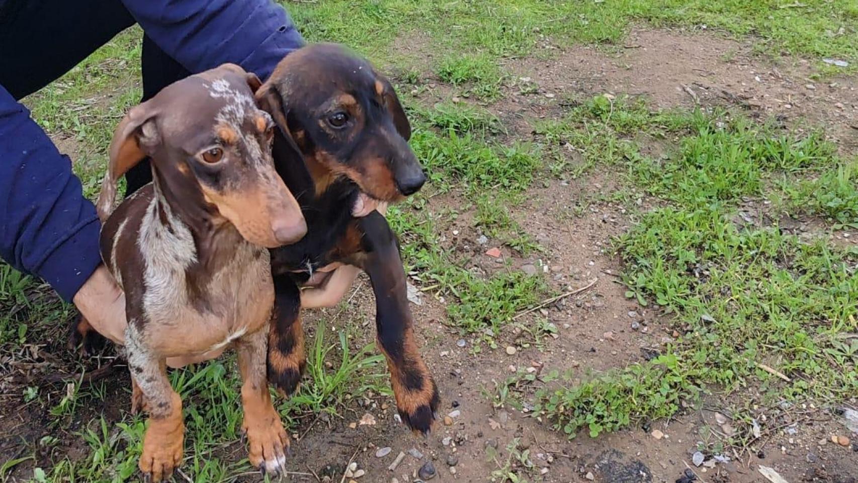 Cae en Lora y Peñaflor una banda dedicada al robo de perros para ...