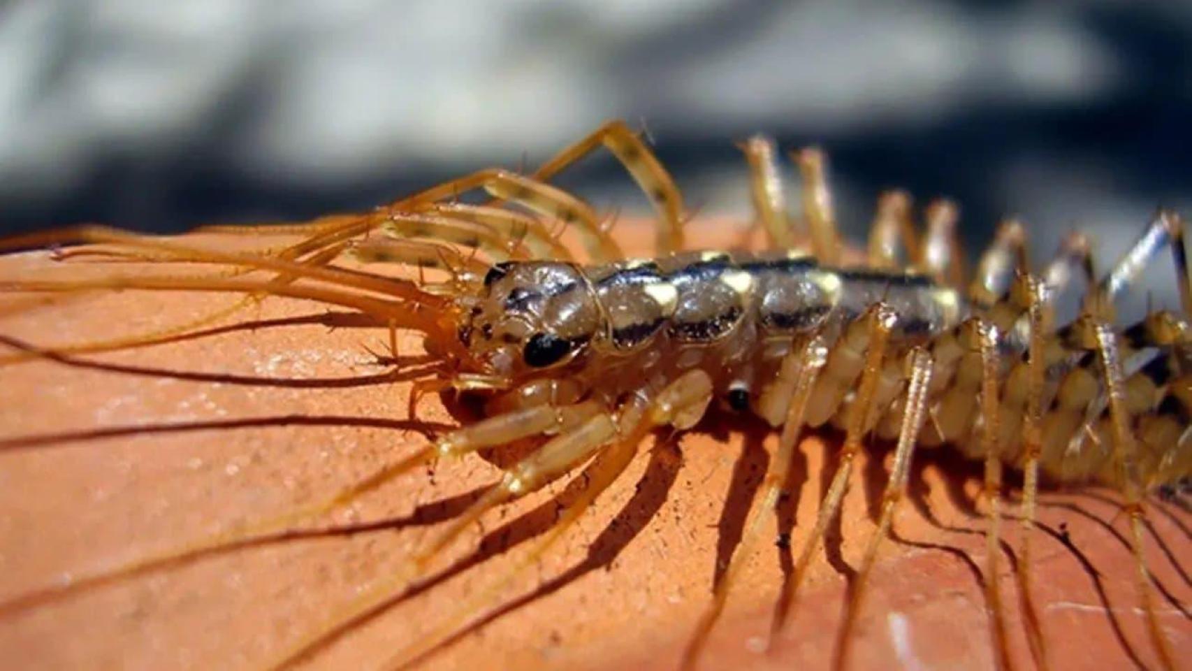 Alarma con este insecto depredador de 15 pares de patas: es venenoso y ...