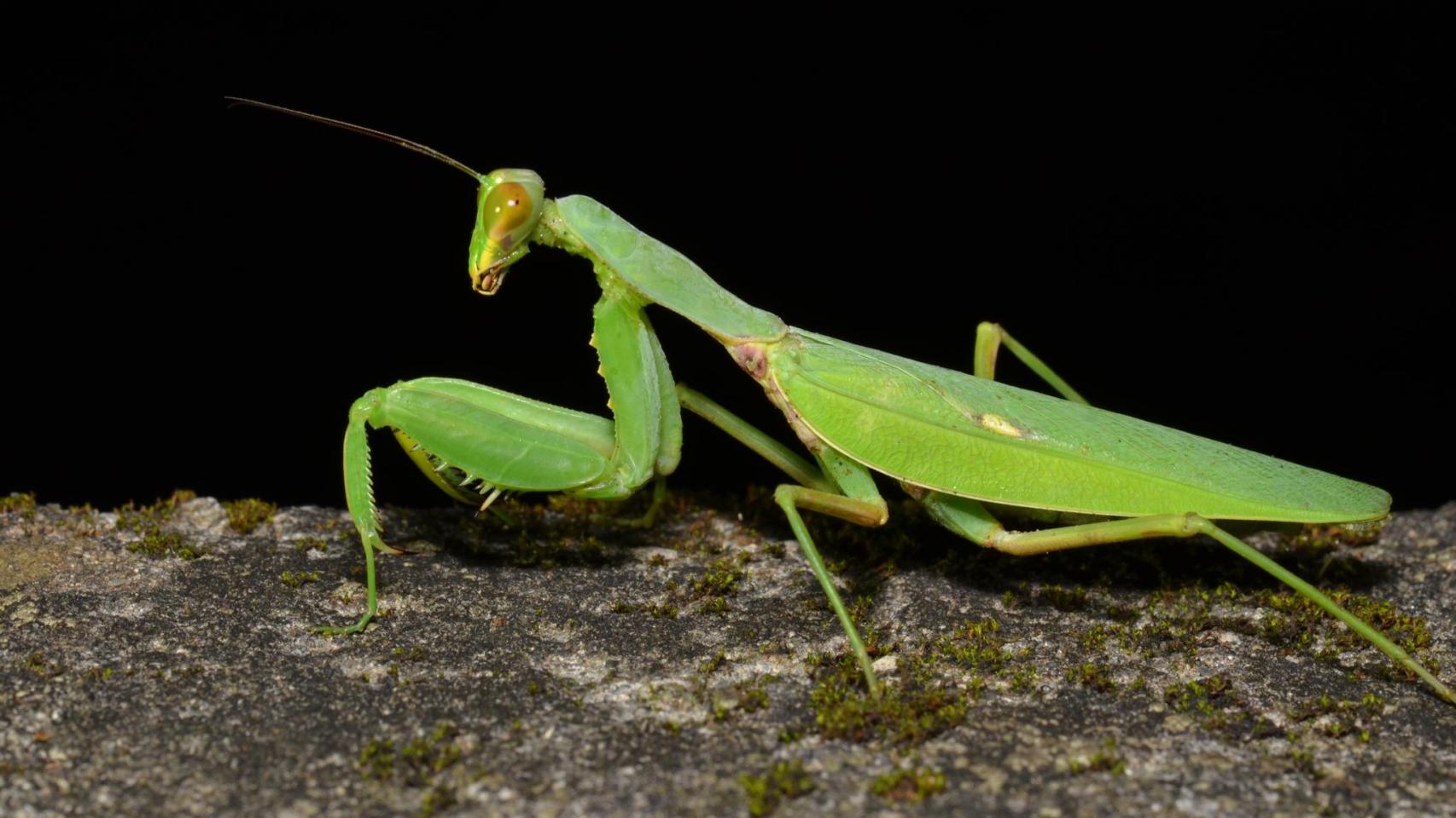 Ya es oficial: llegan a España dos especies de mantis gigantes que ...
